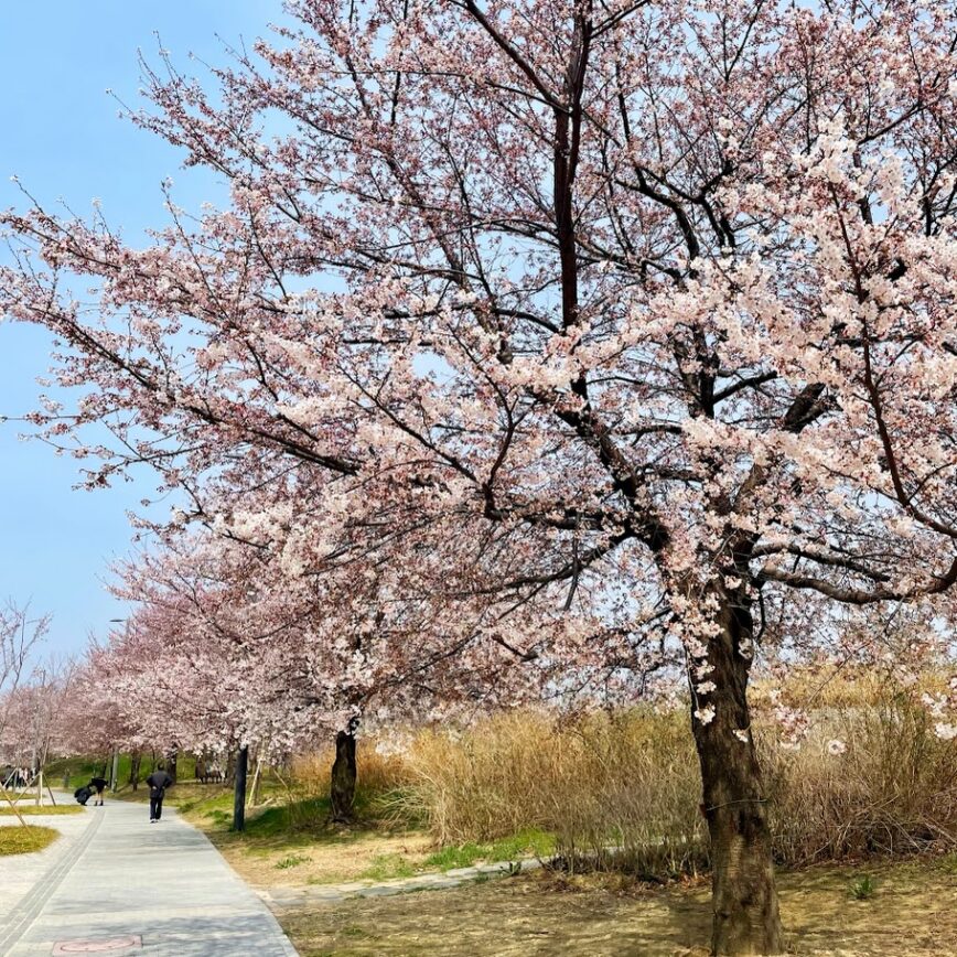 31 Unmissable Things to Do in Spring in Korea 2026
